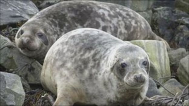 Study of south west seals unlocks migration secrets - BBC News
