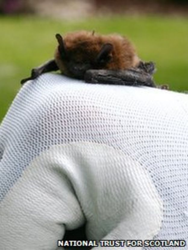 National Trust opens first bat reserve - BBC News