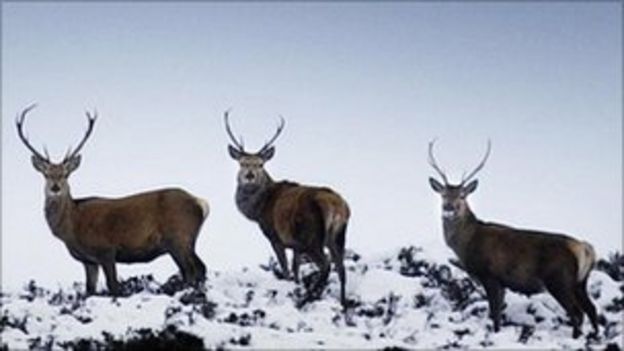 Deer stalking website goes live - BBC News