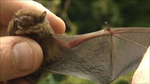 Survey to map out bats' habitats in North Yorkshire - BBC News