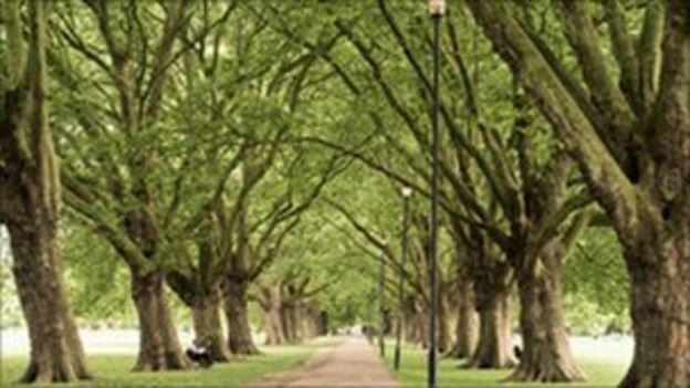 Views sought over tree planting in Cambridge - BBC News