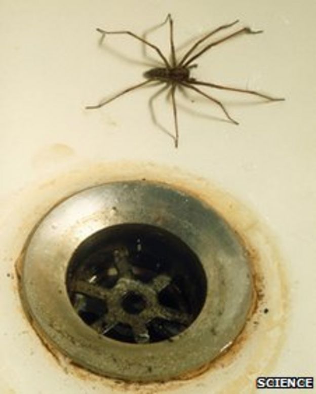 Spider hunt ends in bathroom explosion - BBC News