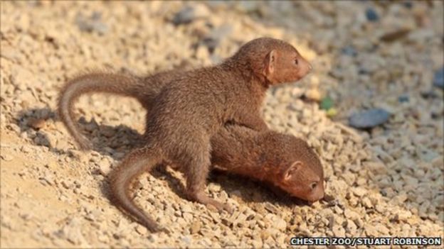 Chester Zoo's dwarf mongoose pups emerge from enclosure - BBC News