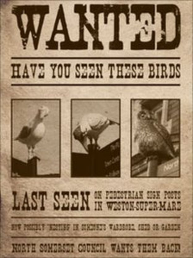 Appeal for missing Weston ornamental birds - BBC News