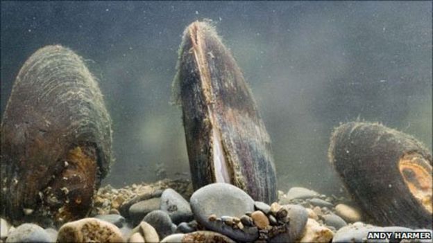 'Breakthrough' in bid to save freshwater pearl mussels - BBC News