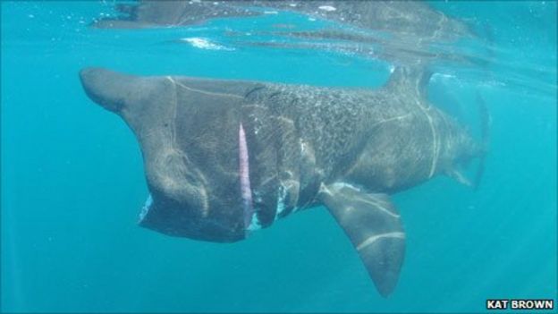Seaquest team records Cornish basking shark sightings - BBC News