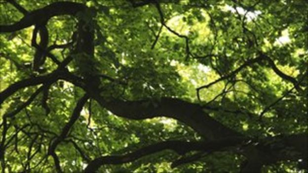 Trees felled in £40m Hoe Valley flood defence scheme - BBC News