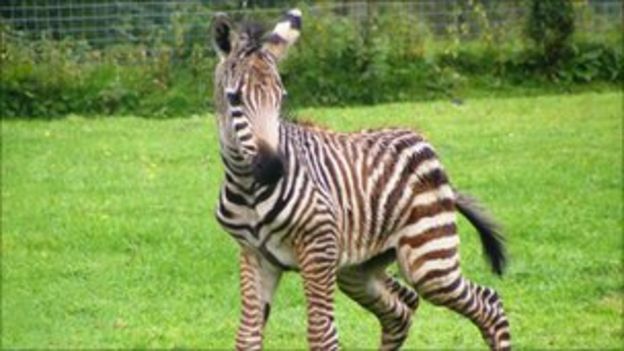 Zebra joy after Cumbria animal park appeals for mate - BBC News
