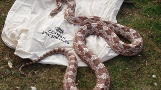 Large snake found in New Forest car park - BBC News