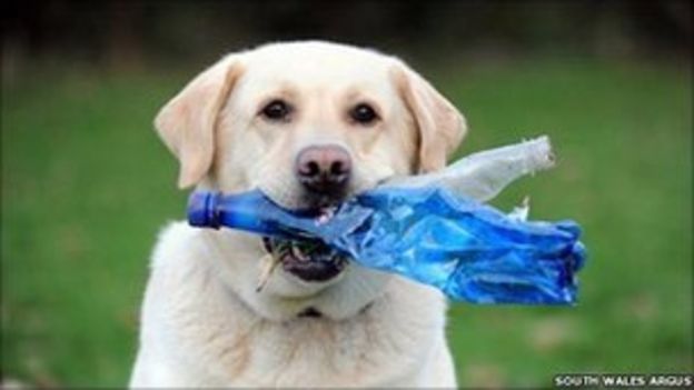 World record for Tubby, recycling Labrador from Torfaen - BBC News