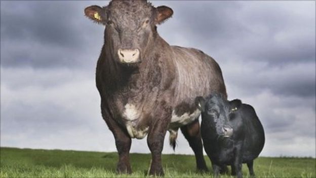 Tiny cow from Cheshire among new Guinness World Records - BBC News