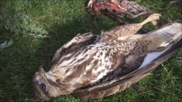 North Yorkshire and Cumbria 'worst for bird crime' - BBC News