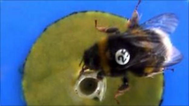 Mapping the flight of the bumblebee - BBC News