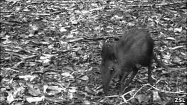 Camera spots 'new species' of elephant shrew - BBC News