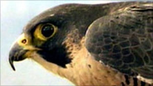 Dead peregrine falcon in Coleford quarry was poisoned - BBC News