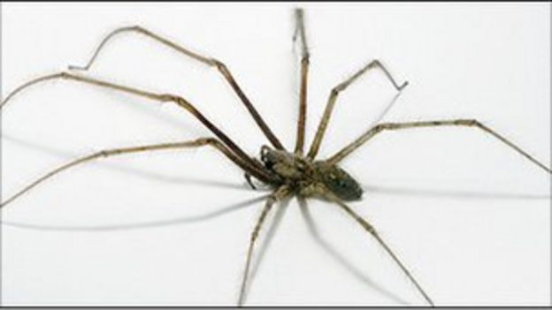 Big hairy spiders: do they count in your 'five-a-day'? - BBC News