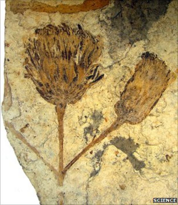 Rare fossilised flower found, related to sunflowers - BBC News