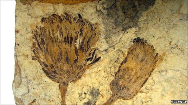 Extinct plant species discovered in amber - BBC News