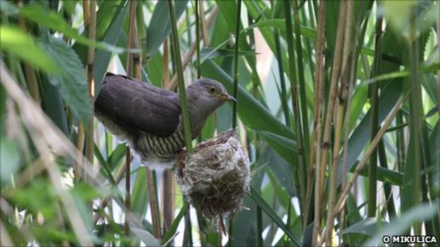 Extra incubation time lets cuckoo chicks pop out early - BBC News