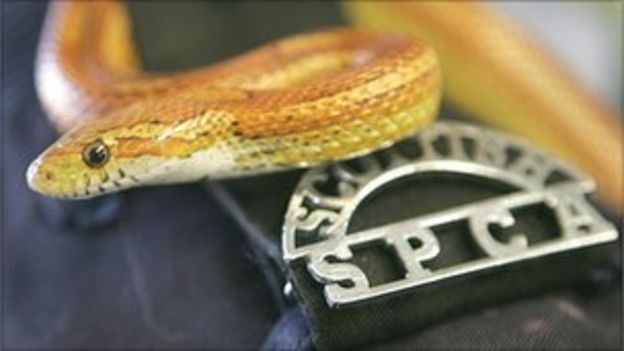 Escaped snake spent year on Fife streets - BBC News