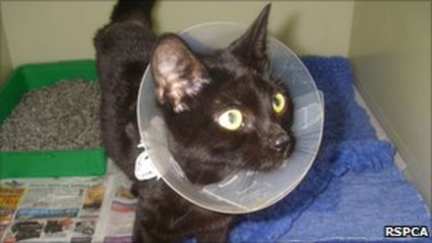 Cat discovered with rotting leg in Warrington garden - BBC News