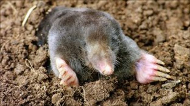 Moles helped rare plants to grow in Northumberland - BBC News