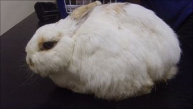 'Emaciated' rabbit found in Forfar - BBC News