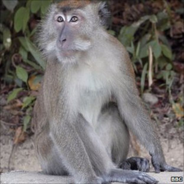 Malaysian baby killed by macaque monkey - BBC News