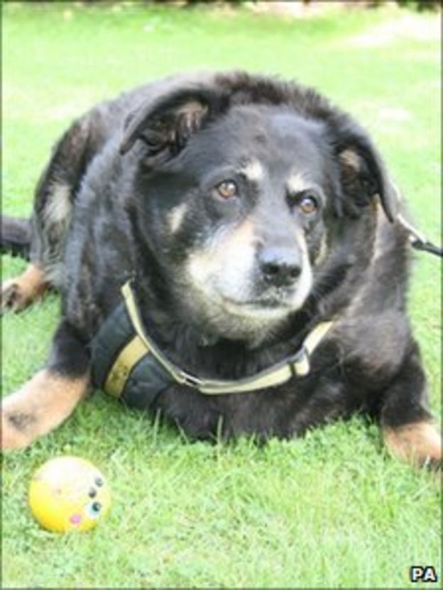 Fat dog aims to be super slimmer - BBC News