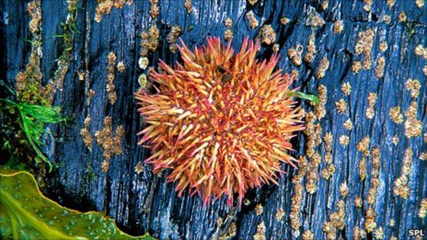 Sea urchins tolerate acid water - BBC News