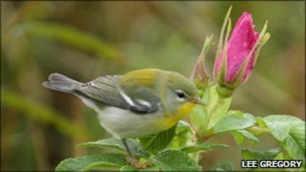 First Scots sighting of North American bird on Tiree - BBC News