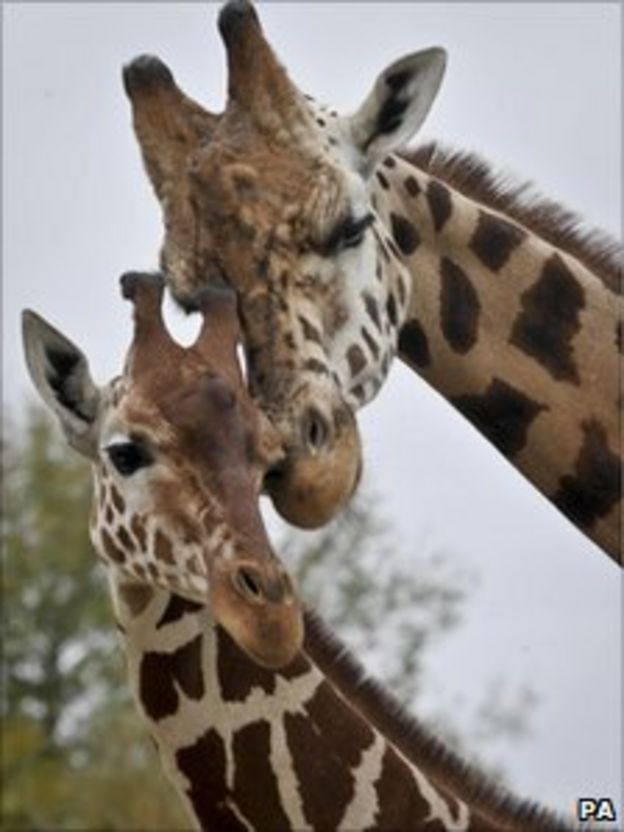 Bachelor giraffe in Bristol finally gets a girlfriend - BBC News