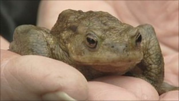 Bath toad patrol volunteer wins rescue award - BBC News