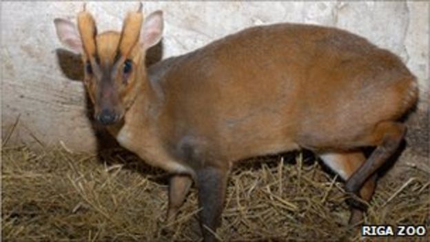 Latvia solves Chinese deer puzzle after Estonian call - BBC News