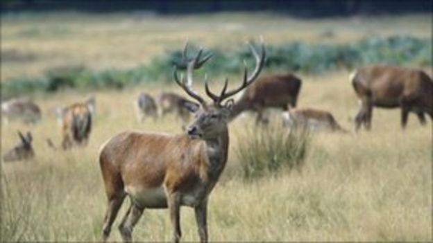 Locals split over Exmoor Emperor's 'death' - BBC News