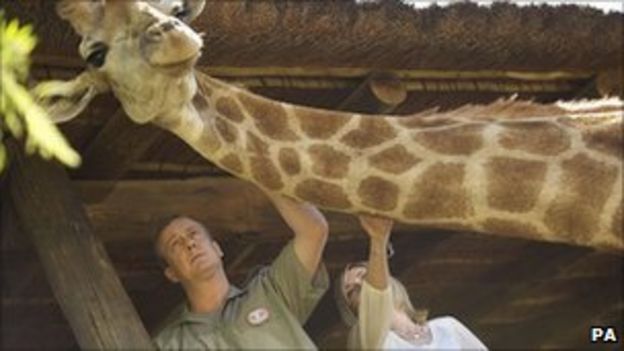 Lightning bolt kills Wild At Heart giraffe - BBC News