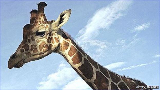 Who, what, why: Are giraffes more at risk from lightning? - BBC News