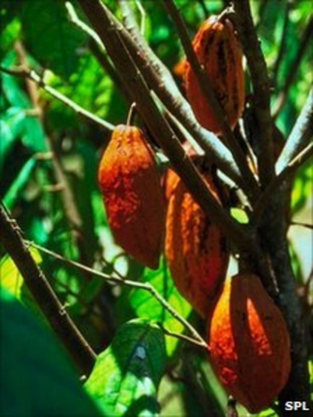 Cocoa genome 'will save chocolate industry' - BBC News