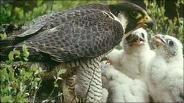 Fears for future of peregrine falcon in NI - BBC News