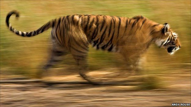 Summit agrees tiger recovery plan - BBC News