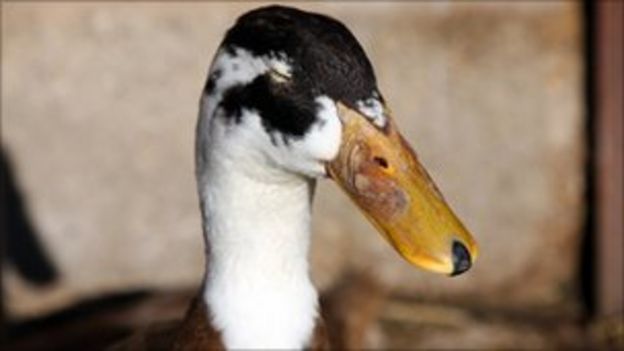 Cannabis fed to ducks by French farmer for 'deworming' - BBC News