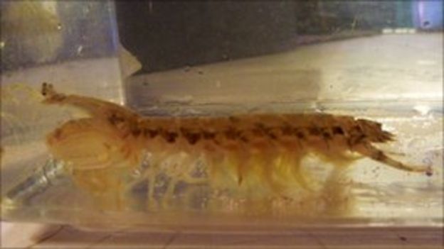 Rare shrimp discovered on beach in South East - BBC News