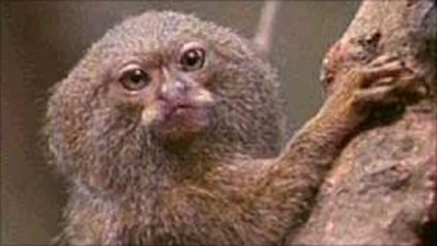 Rare monkey 'on loose' in County Tyrone - BBC News