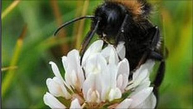 Gloucester bee conservation project wins £50,000 grant - BBC News