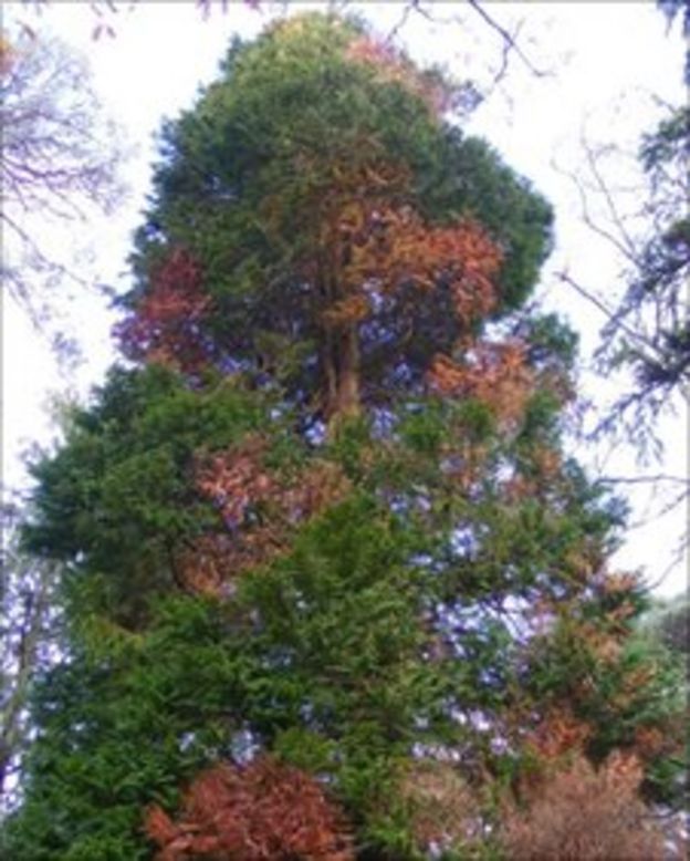 Deadly P lateralis tree disease found at Loch Lomond - BBC News