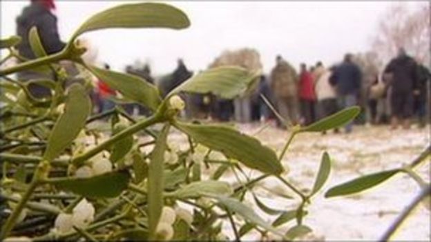 English mistletoe is 'still under threat' - BBC News
