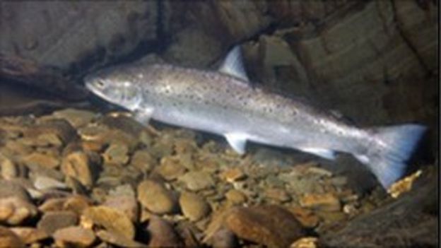 Rock ramp on River Welland helps sea trout to migrate - BBC News