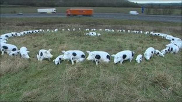 Mystery of plastic pig circle next to M40 solved - BBC News