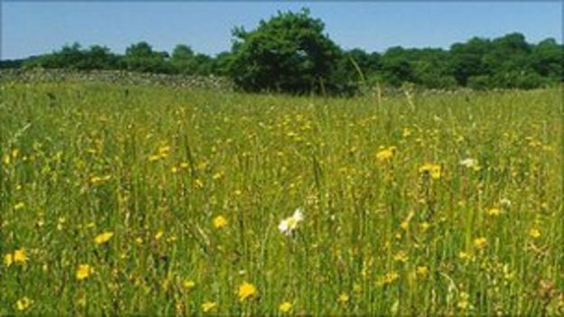 Snowdonia authority says let grass grow to save money - BBC News