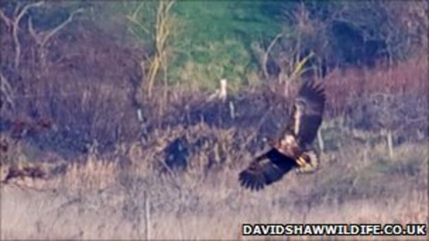 Sea eagle sighting sparks excitement in Sussex - BBC News